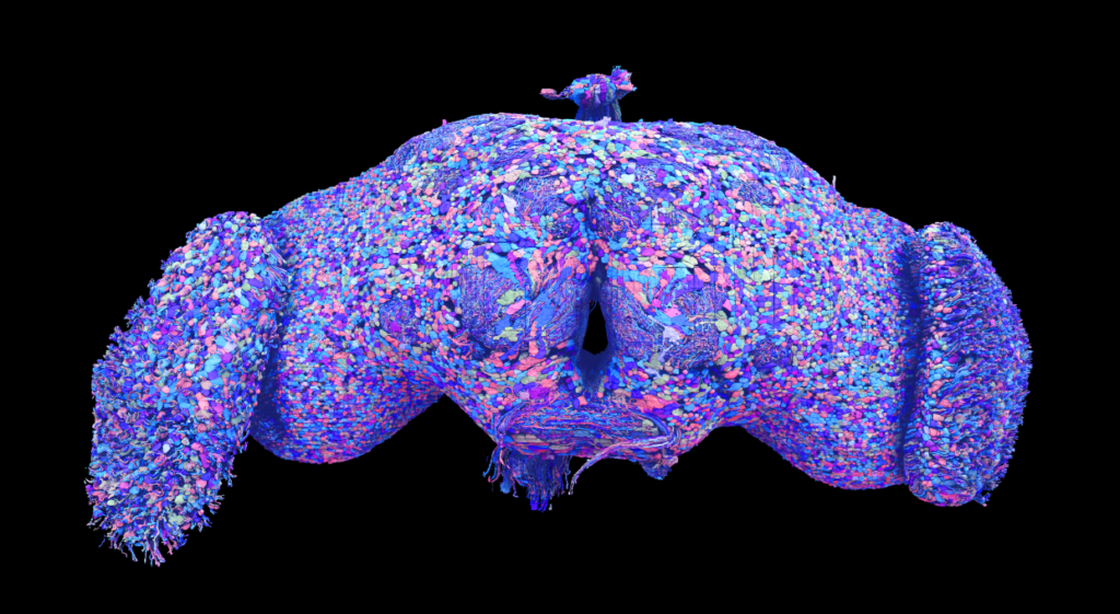 Researchers fully map the neural connections of the Fruit Fly’s brain ...